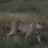 toy man.skp | 3D Warehouse