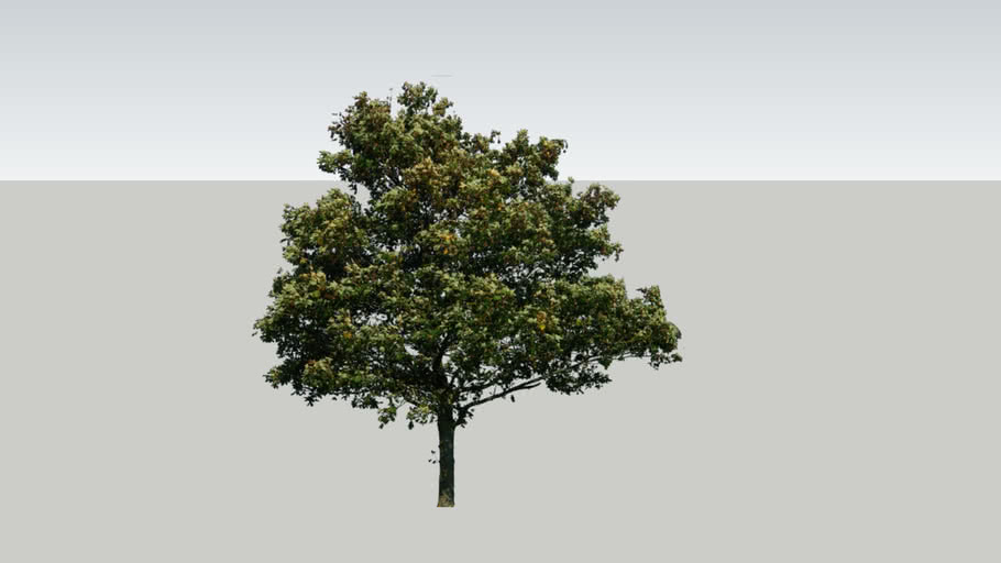 Tree 01 | 3D Warehouse