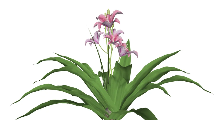 Crinum x powelli Roseum - Crino rosa Lírio do cabo | 3D Warehouse