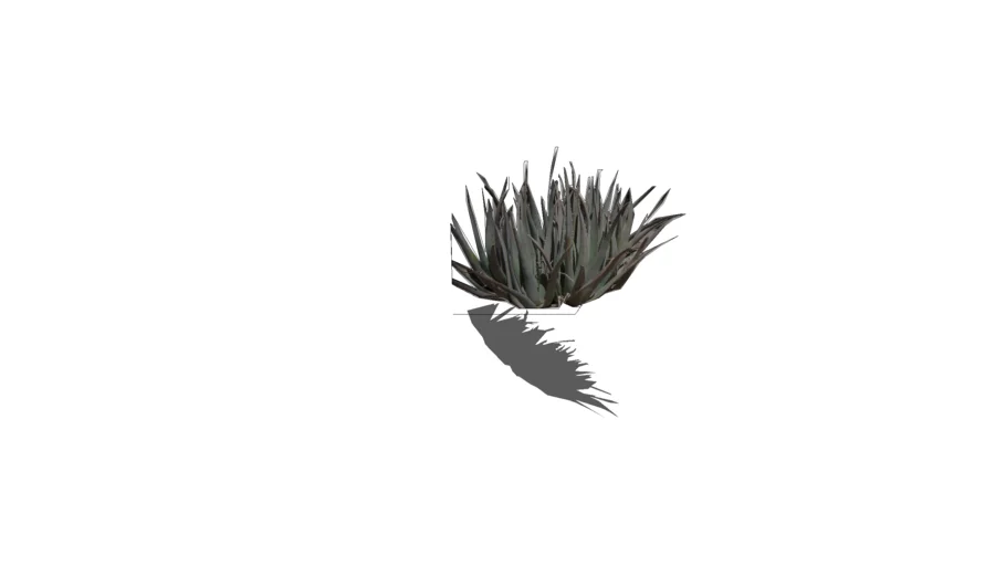 Aloe | 3D Warehouse