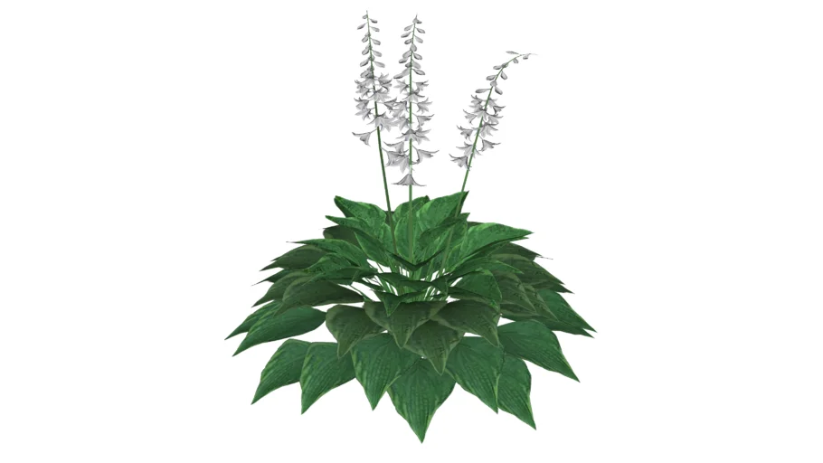 Hosta | 3D Warehouse