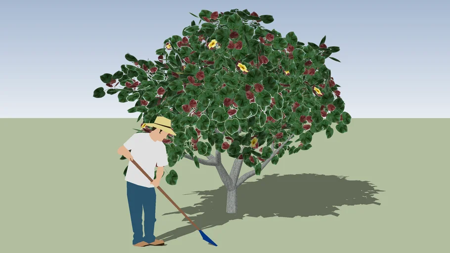 3D Hibiscus Cottonwood Rubra | 3D Warehouse