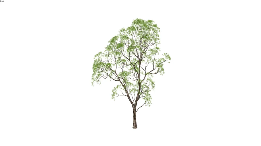 trees | 3D Warehouse