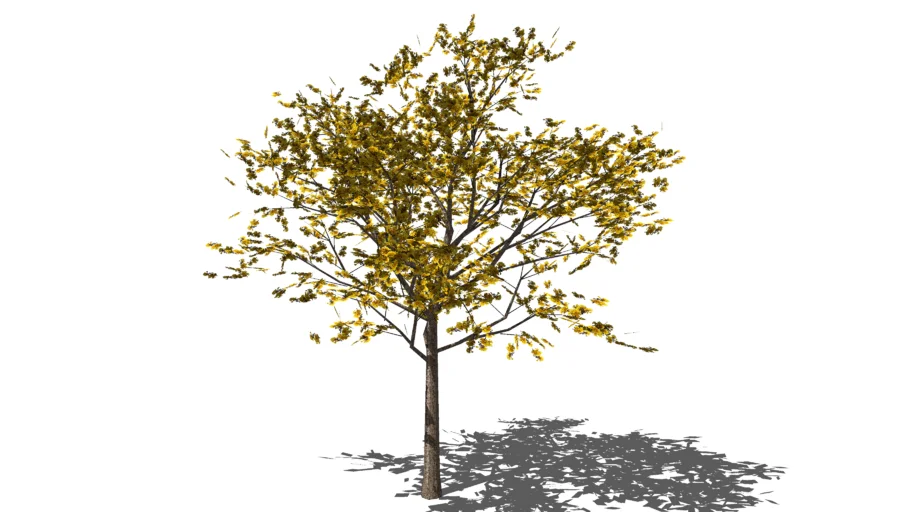 arvore | 3D Warehouse