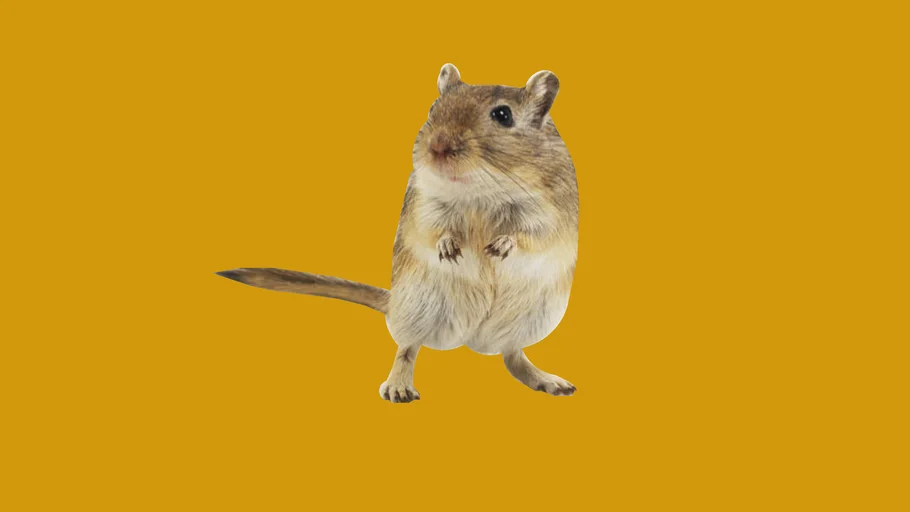 gerbil-mouse | 3D Warehouse