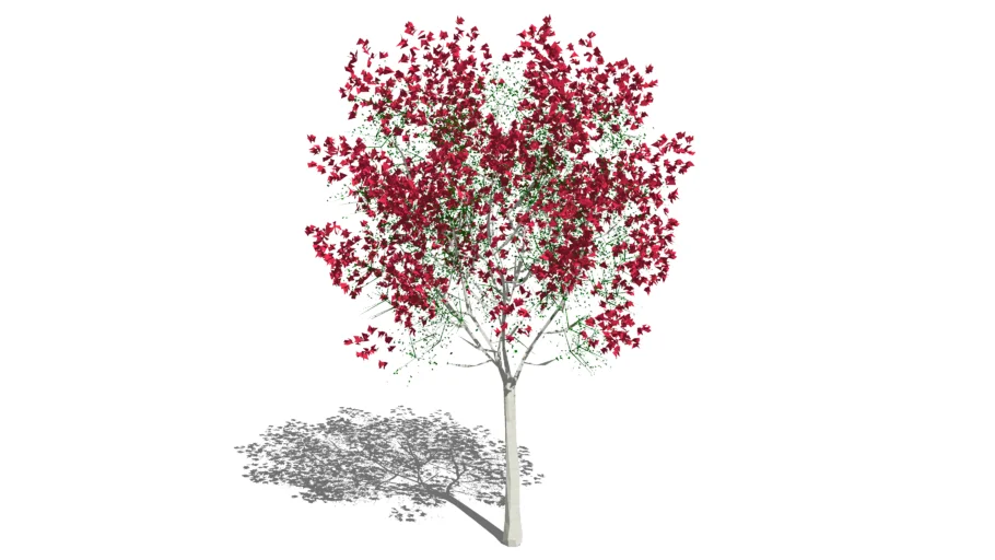 apple tree | 3D Warehouse