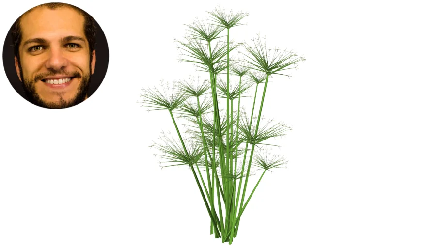 Cyperus prolifer Isoclaudus Papiro Papirus Papyrus Anão Mini (Aquática ...