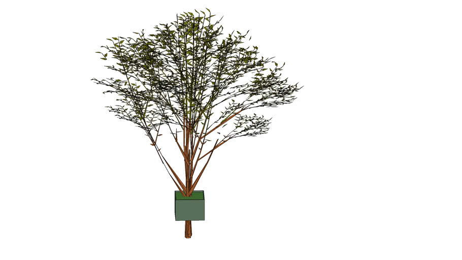 ÁRVORE | 3D Warehouse