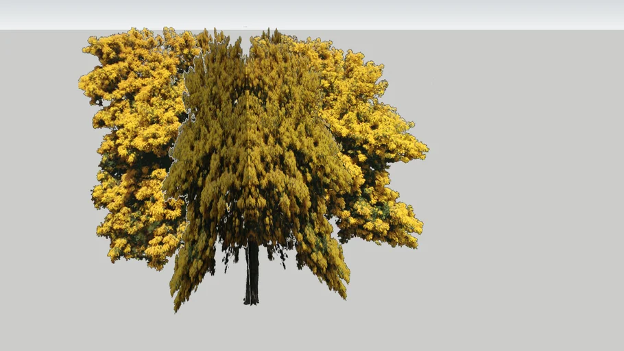 Golden Longleaved Wattle (Acacia longifolia) /Златна дълголистна акация ...