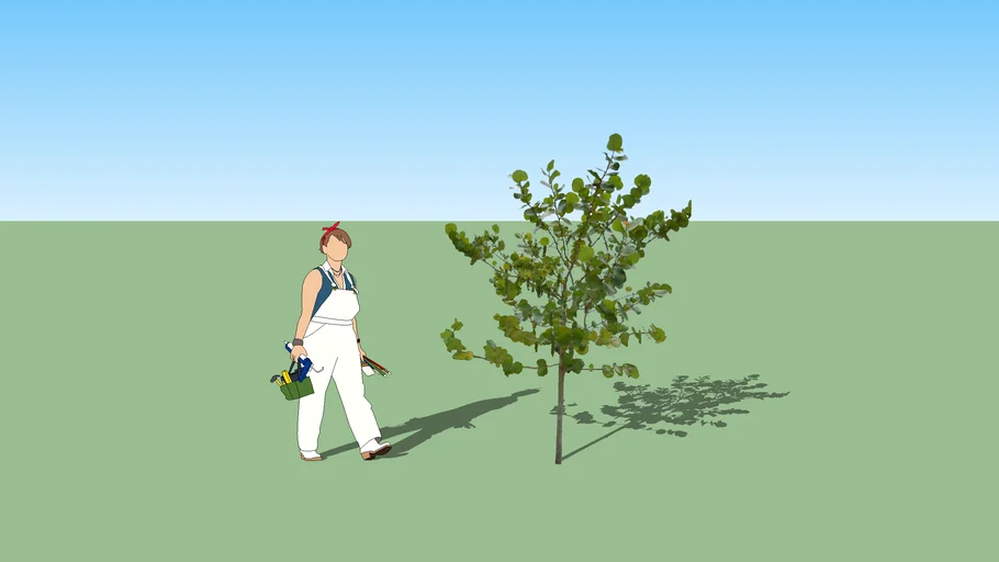 sea grape medium 2D | 3D Warehouse