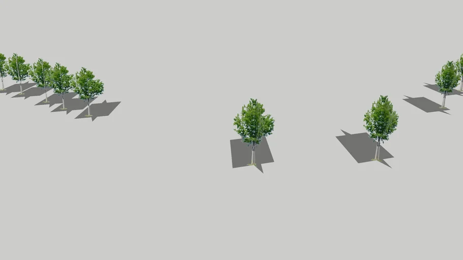 611 Place Trees | 3D Warehouse