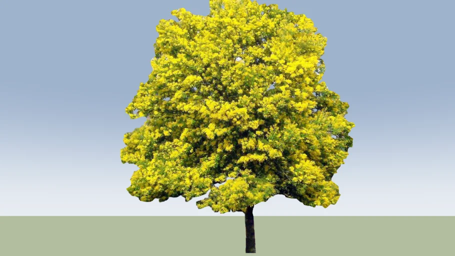 Acacia dealbata | 3D Warehouse