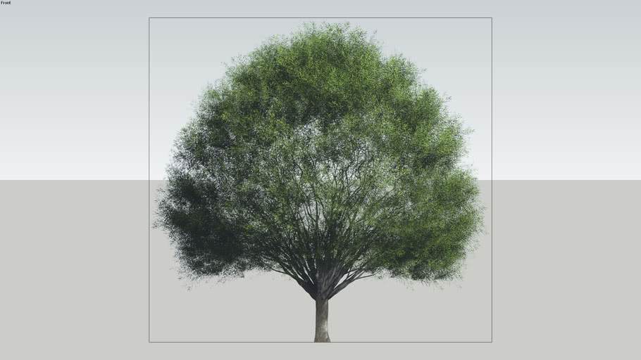 Tree 2d | 3D Warehouse