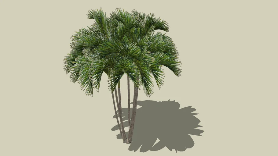 Areca tree | 3D Warehouse