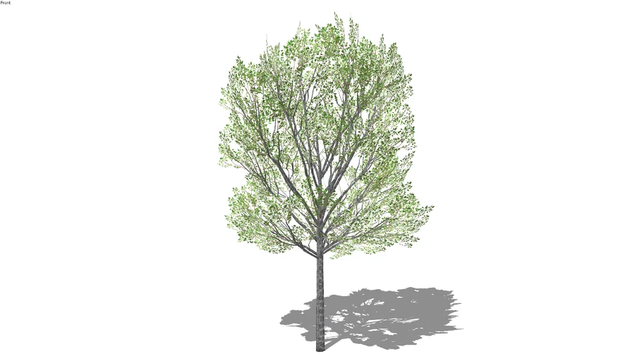 Serviceberry Tree Summer | 3D Warehouse
