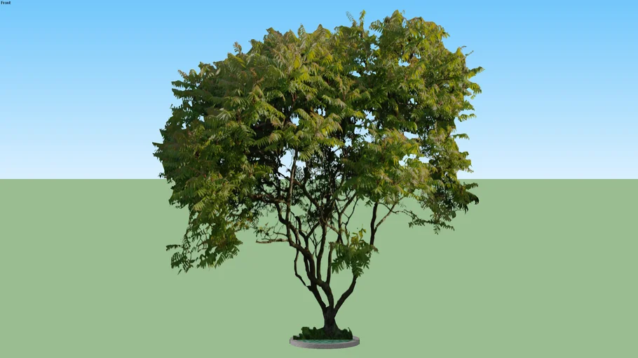 Árvore 01 | 3D Warehouse