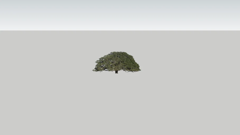 2D Oak Tree | 3D Warehouse