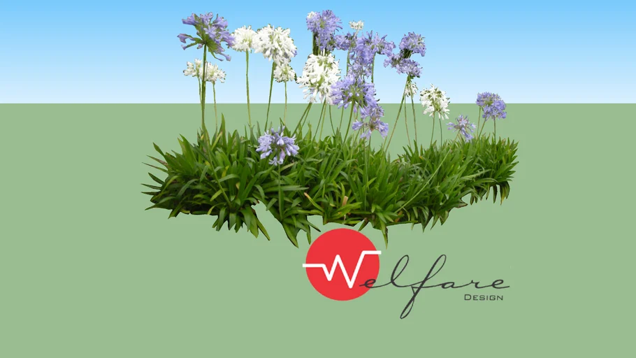 Agapanto | 3D Warehouse