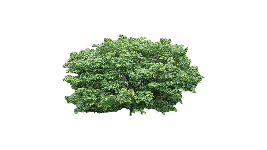 Euonymus alatus | 3D Warehouse