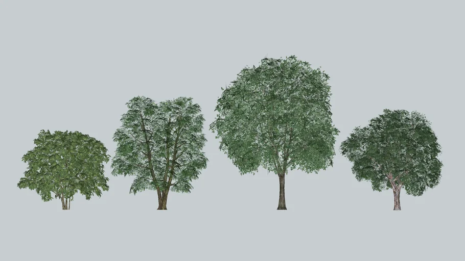 Tree H | 3D Warehouse
