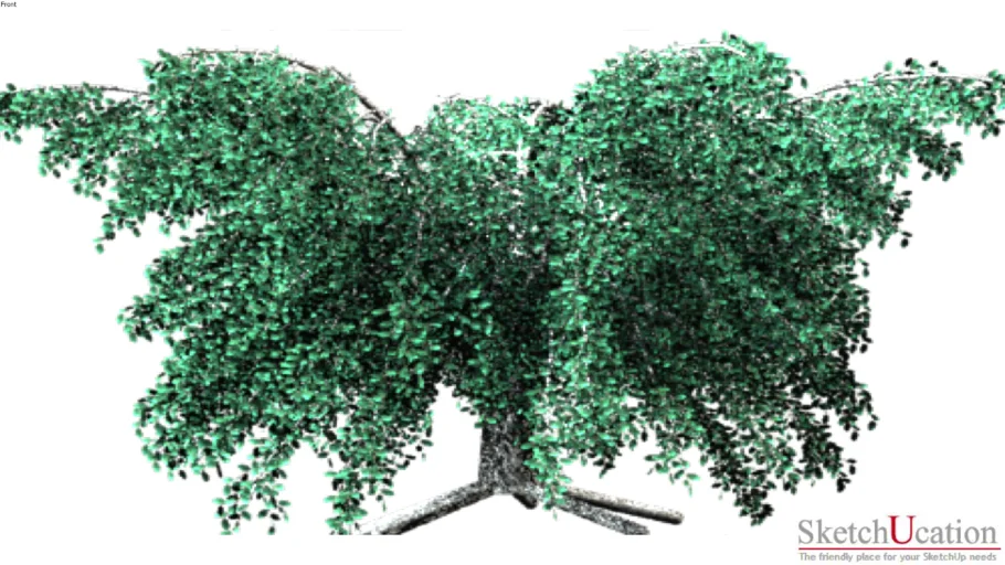 'Hazelnut like' tree | 3D Warehouse