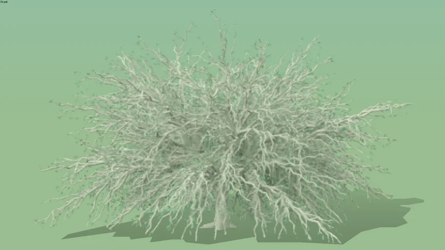 'Character' Live Oak (Faces Camera) Quercus virginiana | 3D Warehouse