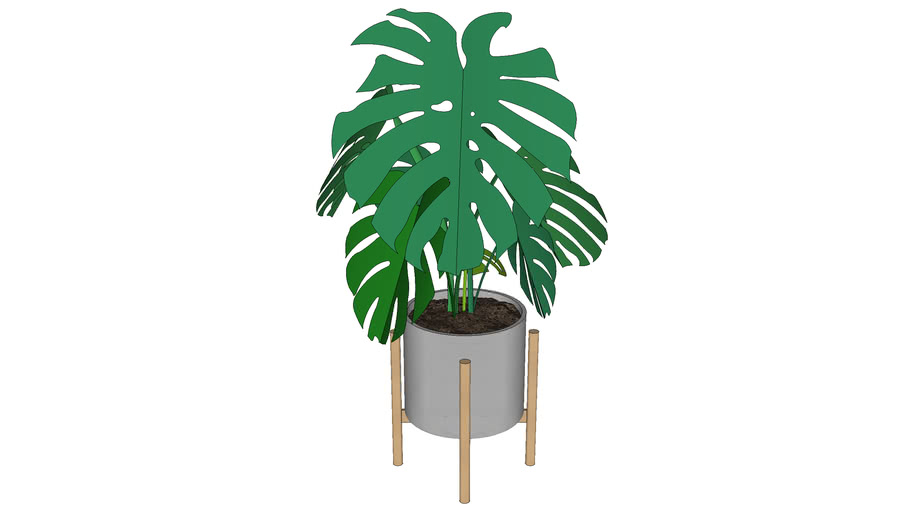 Monstera Deliciosa | 3D Warehouse