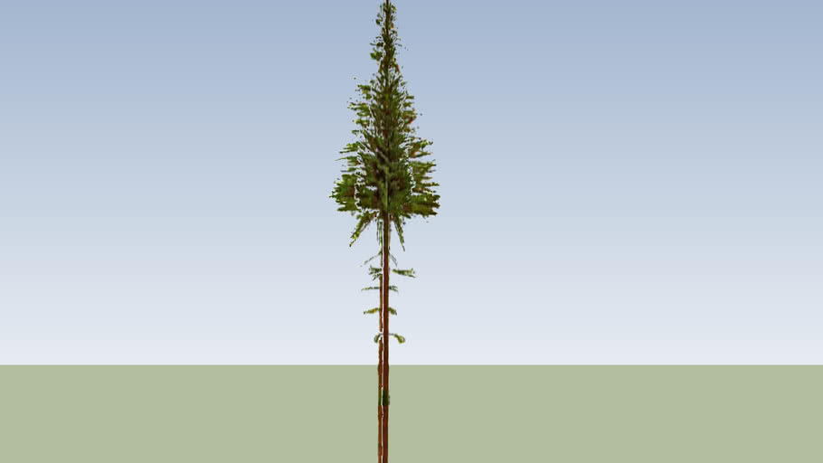 Smrk (Picea) Spruce Tree | 3D Warehouse