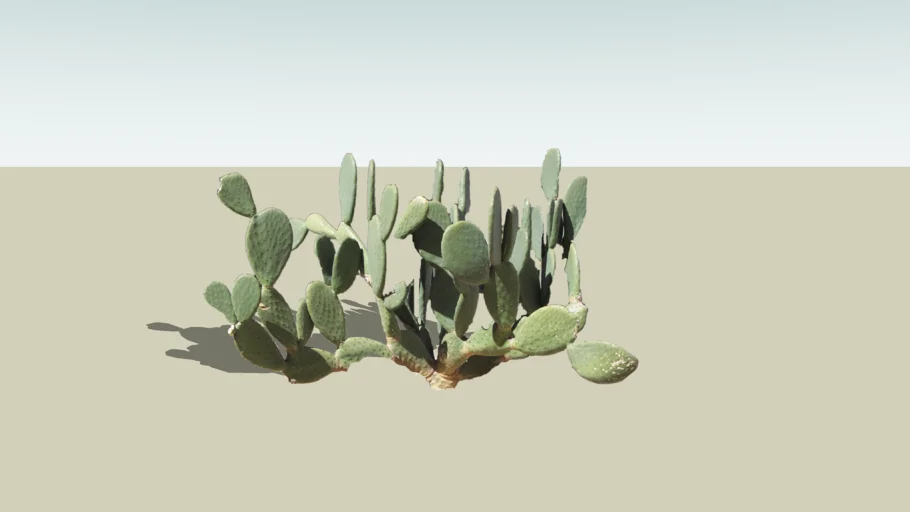 cactus | 3D Warehouse