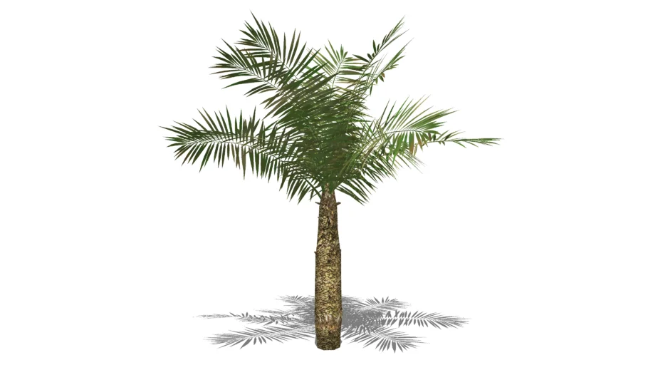Pohon Palem Buntut Tupai | 3D Warehouse