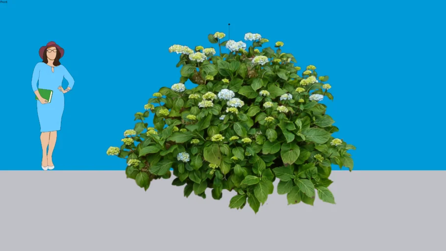 Hydrangea macrophylla | 3D Warehouse