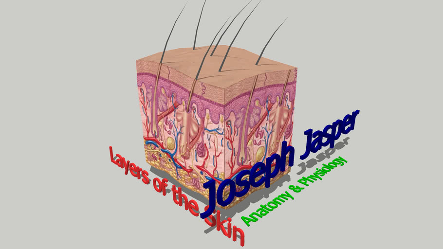 Layers of Skin | 3D Warehouse