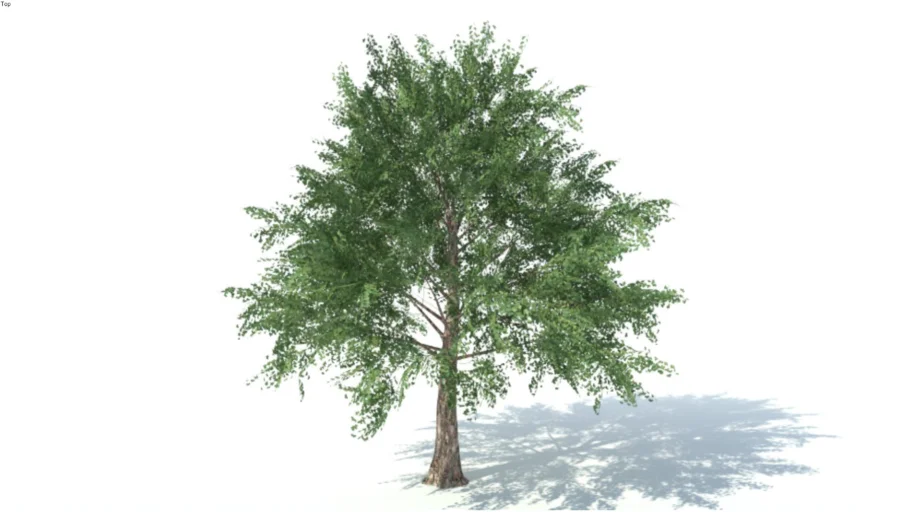 Low poly 3d tree (024) | 3D Warehouse