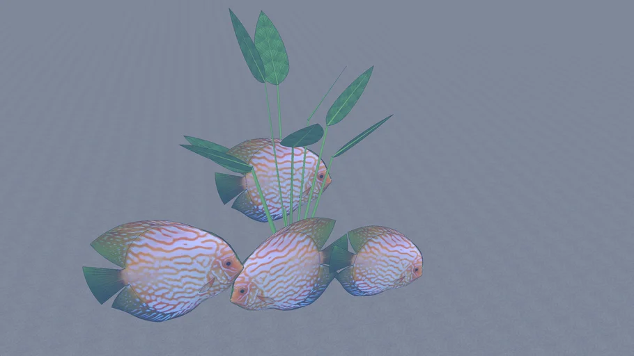 Discus Fish | 3D Warehouse