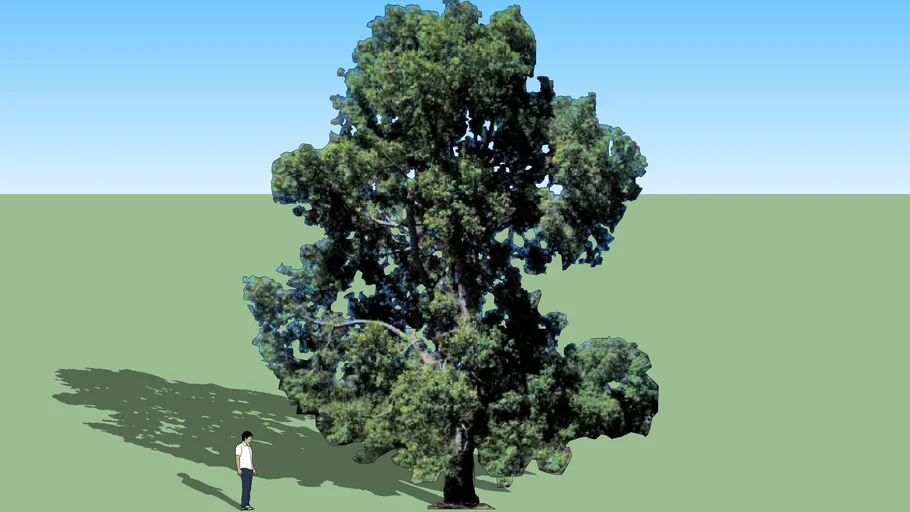 Kurrajong tree 2D | 3D Warehouse