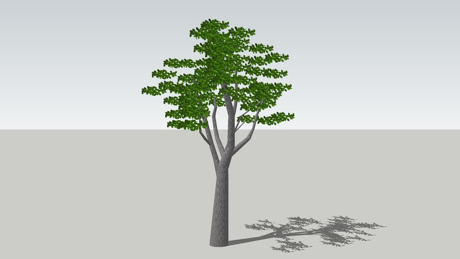 generic tree | 3D Warehouse