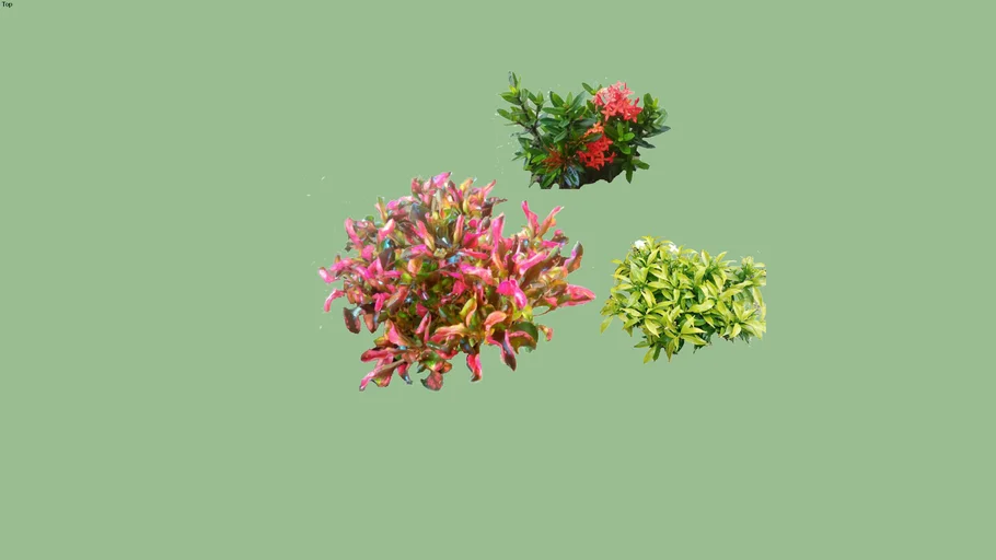 sabrina flower | 3D Warehouse