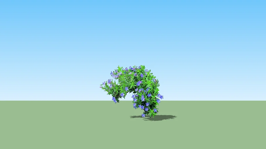 lithodora diffusa | 3D Warehouse