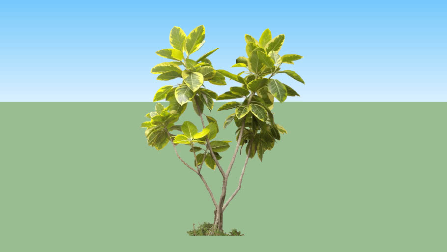 Tanaman Berdaun | 3D Warehouse