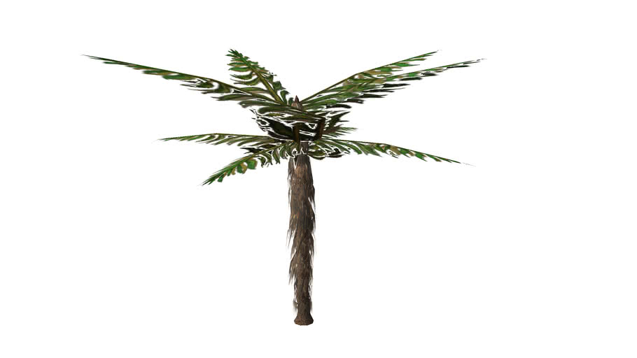 Cibotium barometz (pakis monyet) | 3D Warehouse