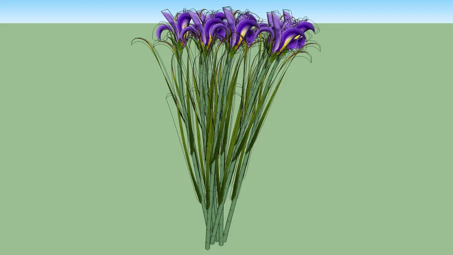 Iris Holandesa buque | 3D Warehouse