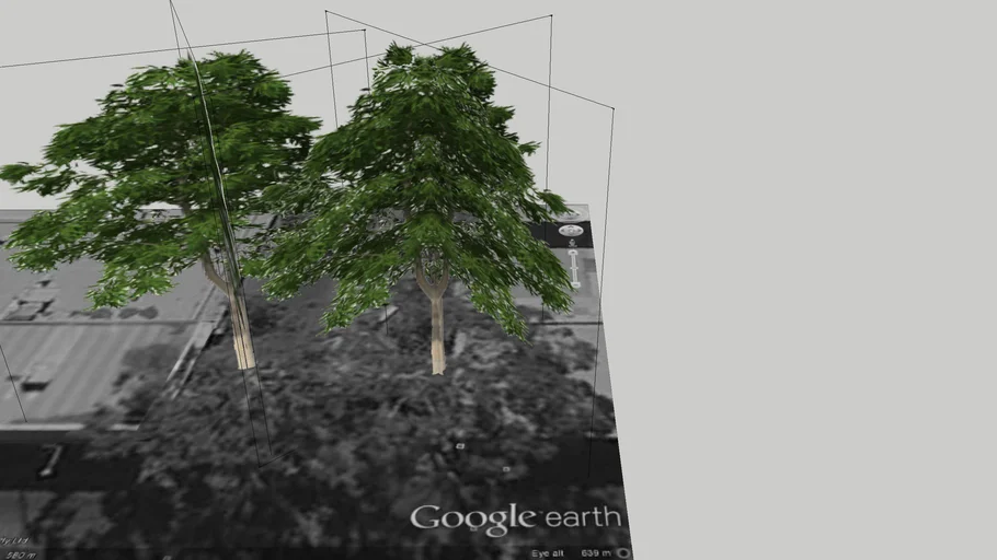 64 Todd trees | 3D Warehouse