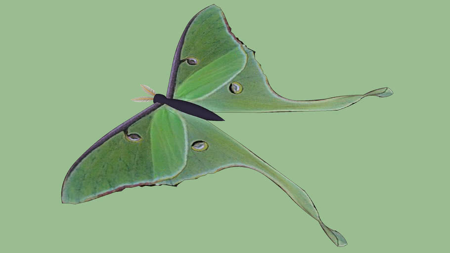 Luna Moth | 3D Warehouse