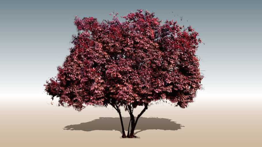 Garden red plum tree | 3D Warehouse