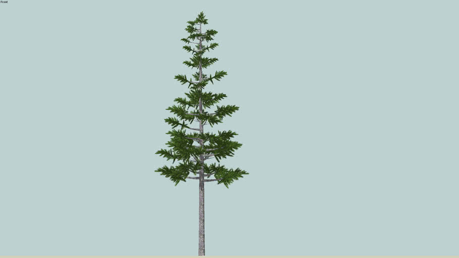 PINE TREE 15 | 3D Warehouse