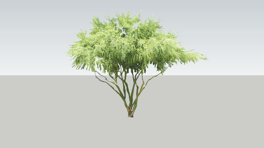 tree | 3D Warehouse