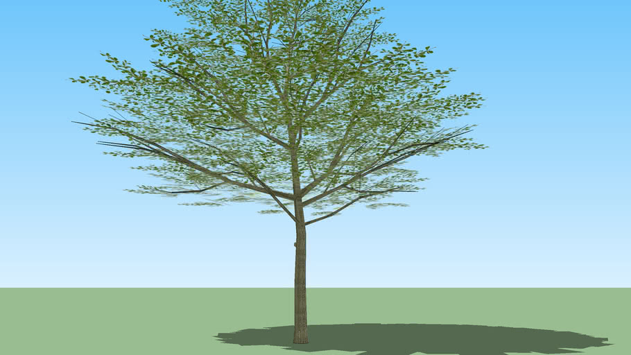 terminalia | 3D Warehouse