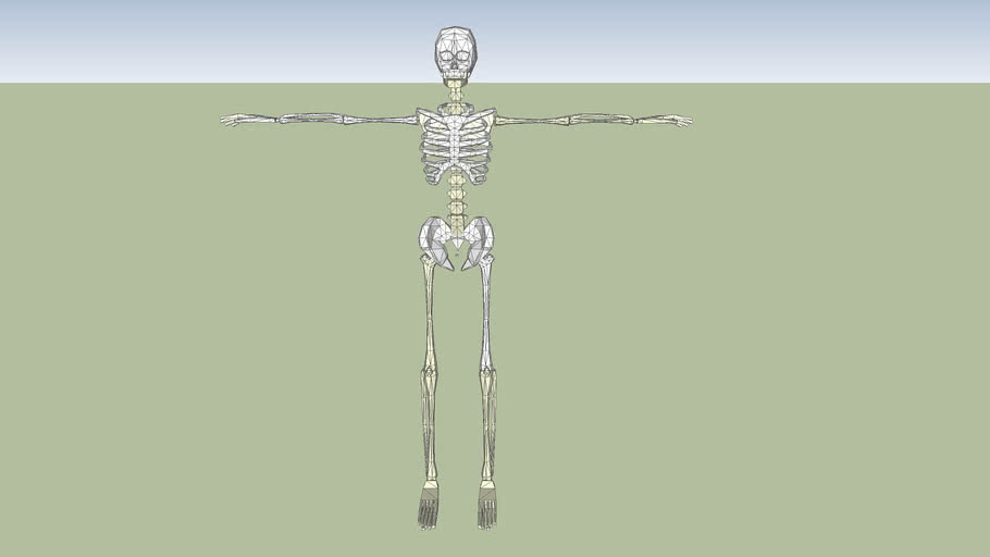 skeleton | 3D Warehouse