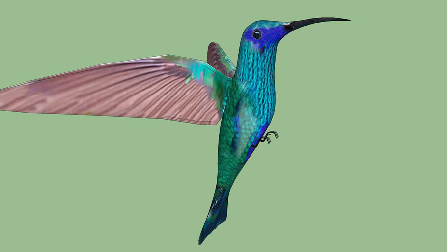 Colibrí | 3D Warehouse