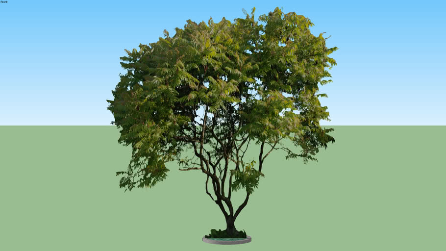 Árvore 01 | 3D Warehouse